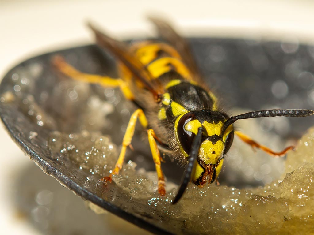 City of Swan - Pest control